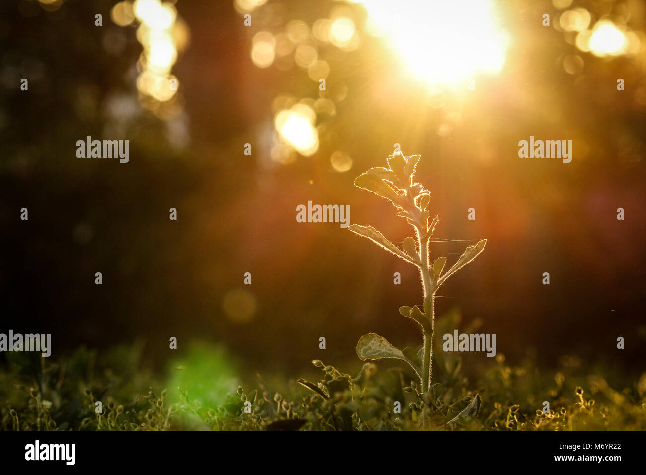 Beautiful scenery wallpapers hi-res stock photography and images - Alamy