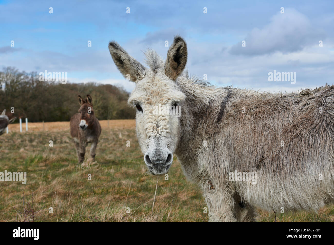 Donkey hi-res stock photography and images - Alamy