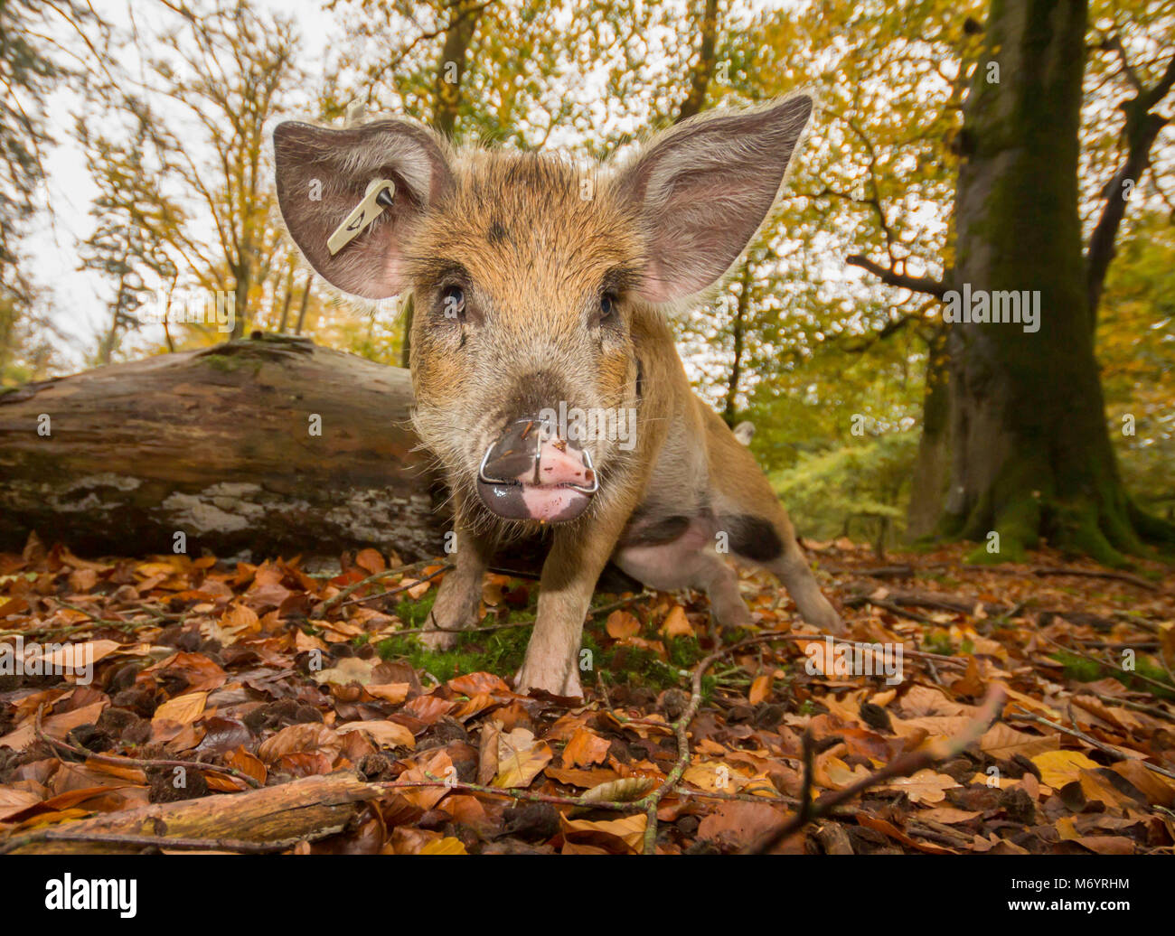 Pannage in the new forest High Resolution Stock Photography and Images ...