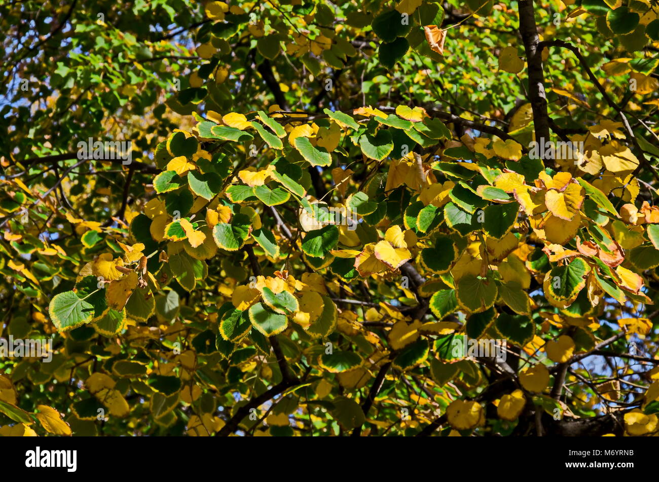 Natural background from autumnal foliage of lime tree in Plana mountain ...