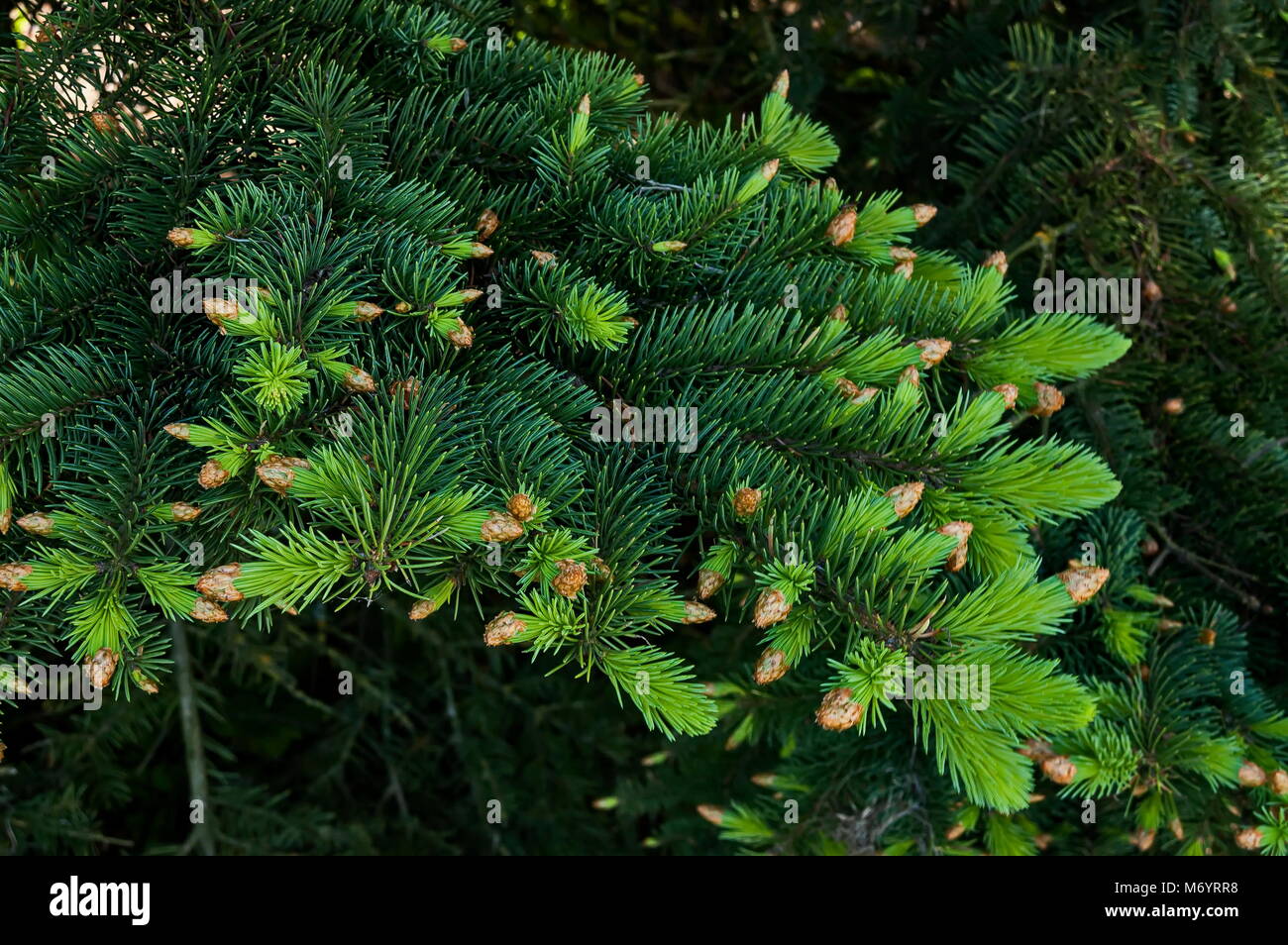 Branch of coniferous tree with strobile, Plana mountain, Bulgaria Stock ...