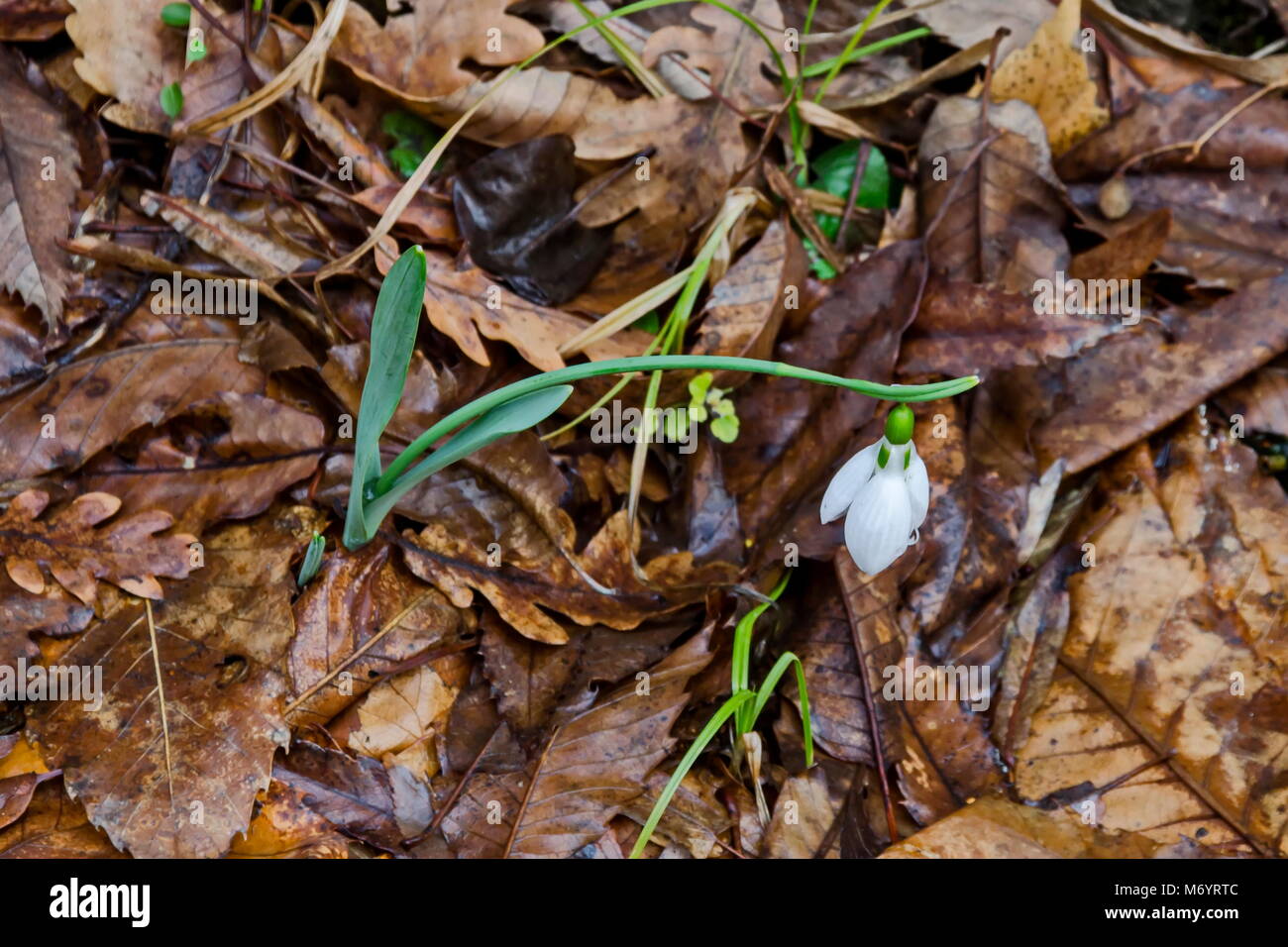 Fresh white snowdrops in garden at early spring, Sofia, Bulgaria Stock ...