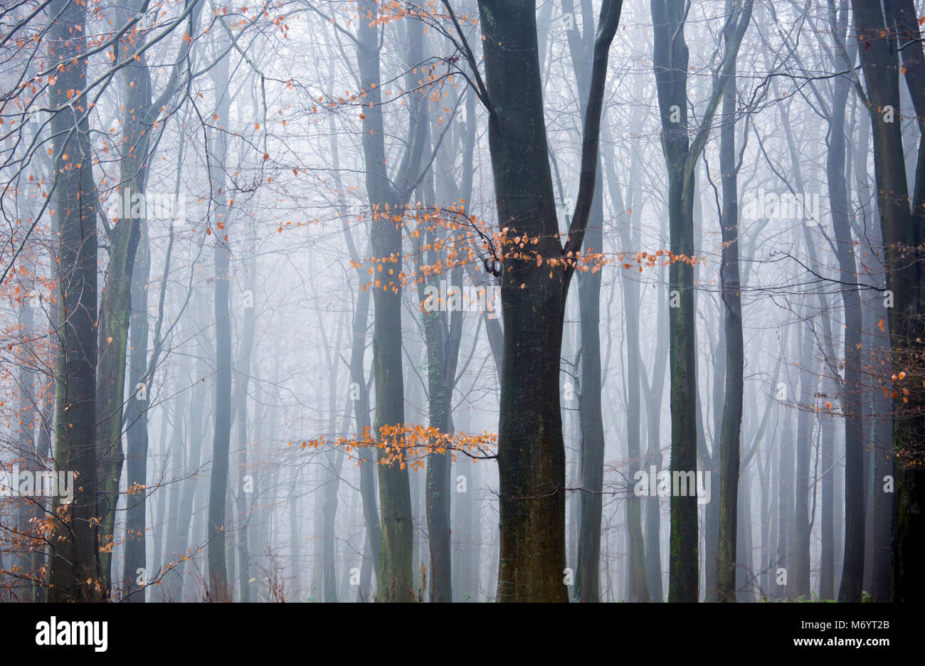 Beech trees in a misty wood, King's Wood, Challock, Ashford, Kent, UK ...