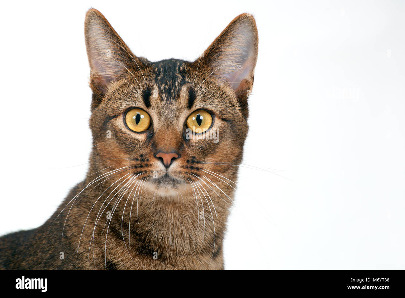 Cute wide-eyed part Abyssinian young male cat watching curiously Stock ...