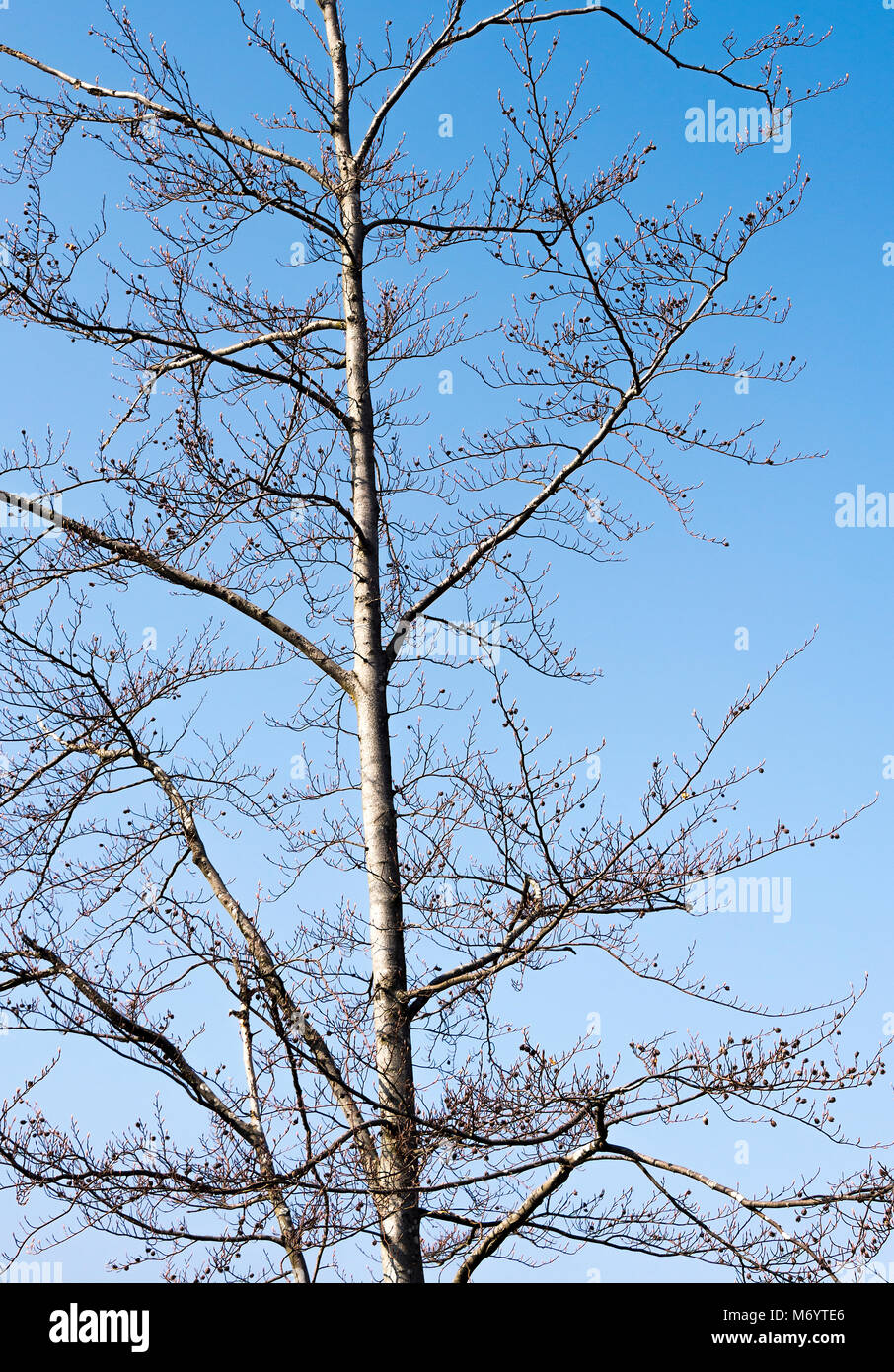 Silver beech tree hi-res stock photography and images - Alamy