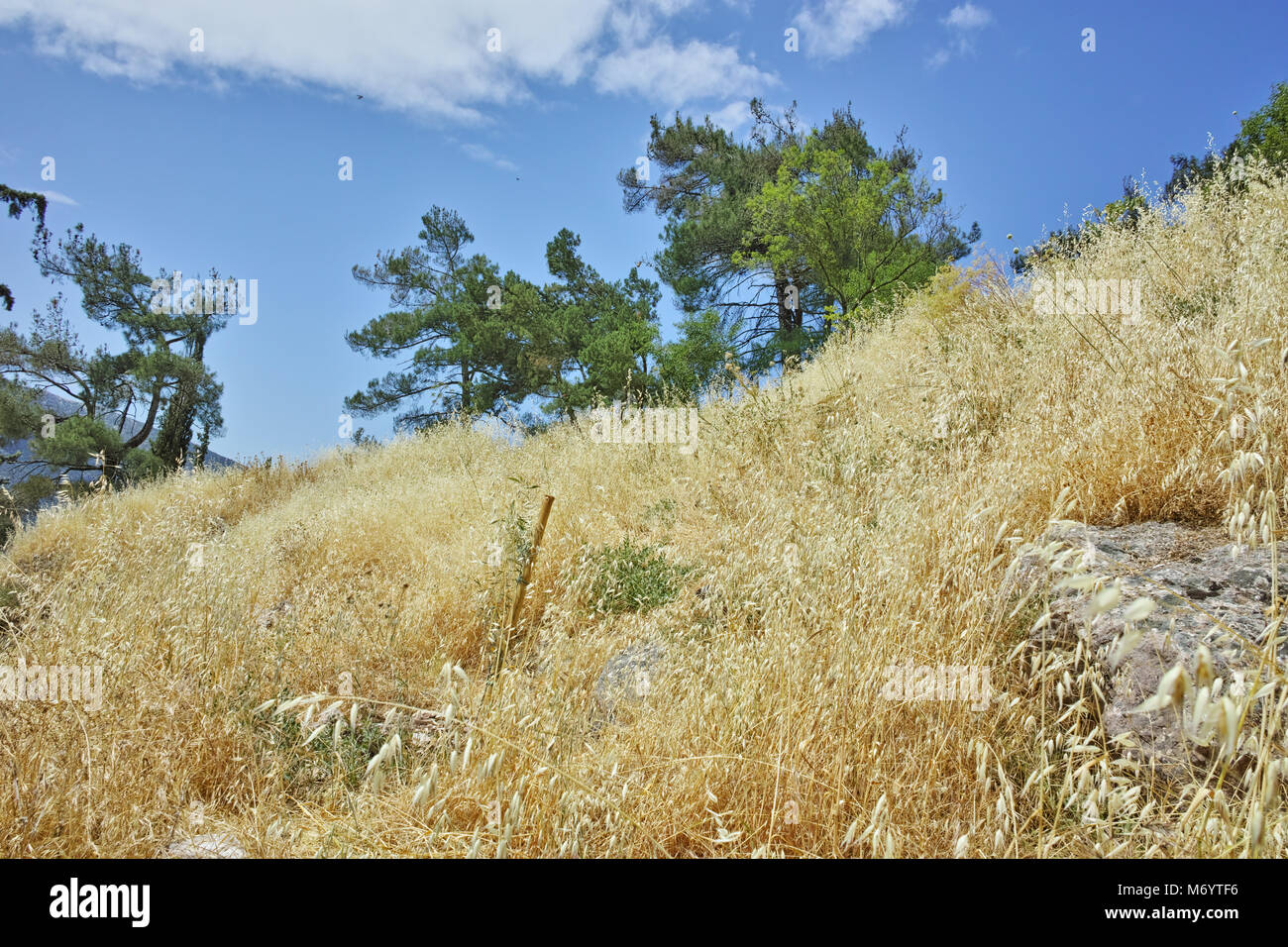 Tree and Yellow grass in Ancient Greek archaeological site of Delphi ...