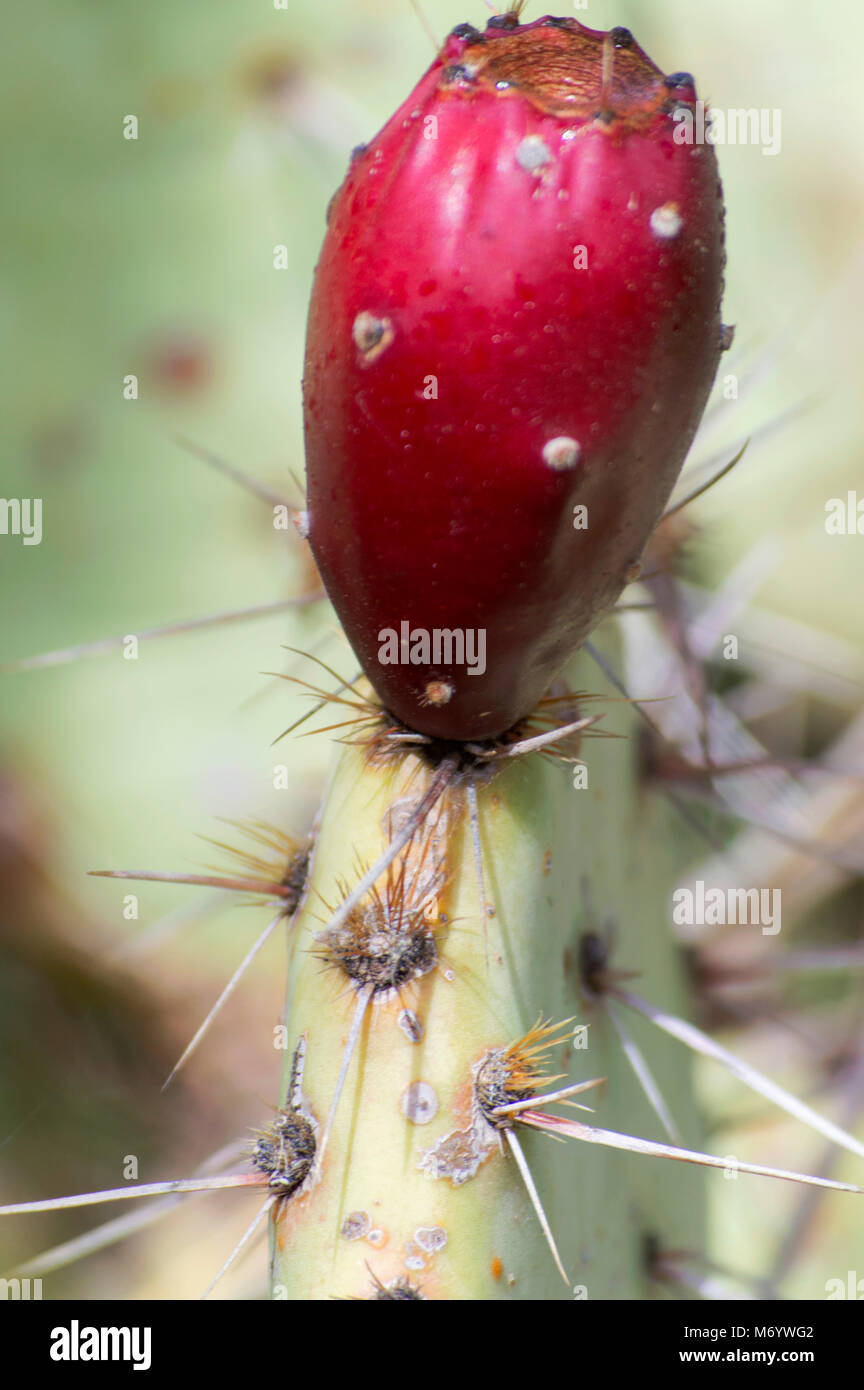Arillate seeds hi-res stock photography and images - Alamy