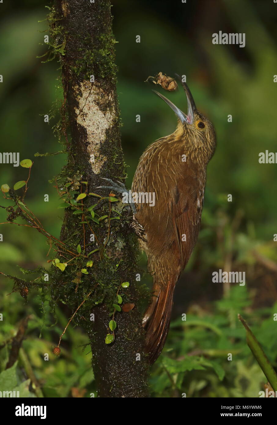 Strong-billed Woodcreeper (Xiphocolaptes promeropirhynchus ignotus ...