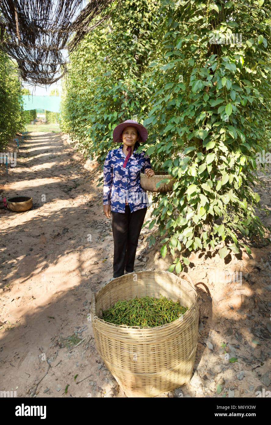 Pepper picker hi-res stock photography and images - Alamy