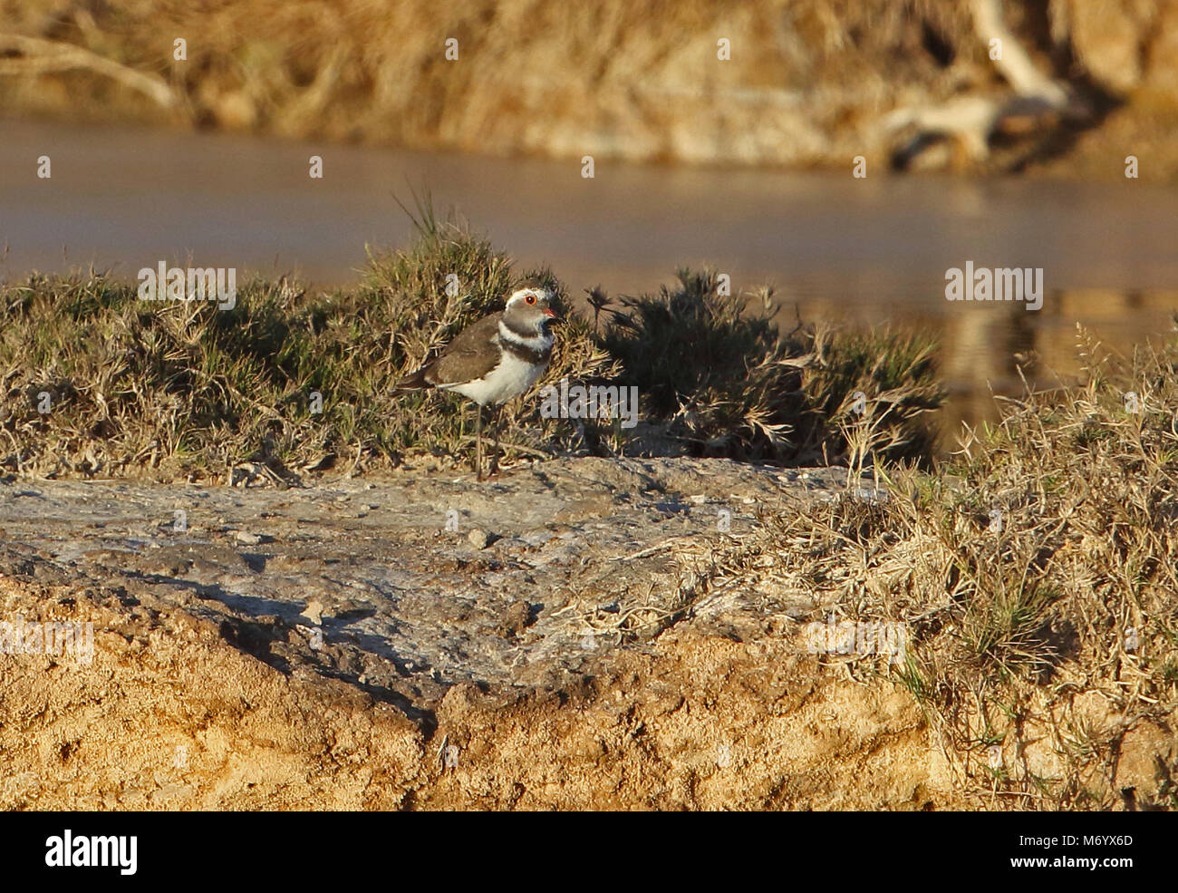 Madagascar Three-banded Plover (Charadrius bifrontatus) adult standing ...