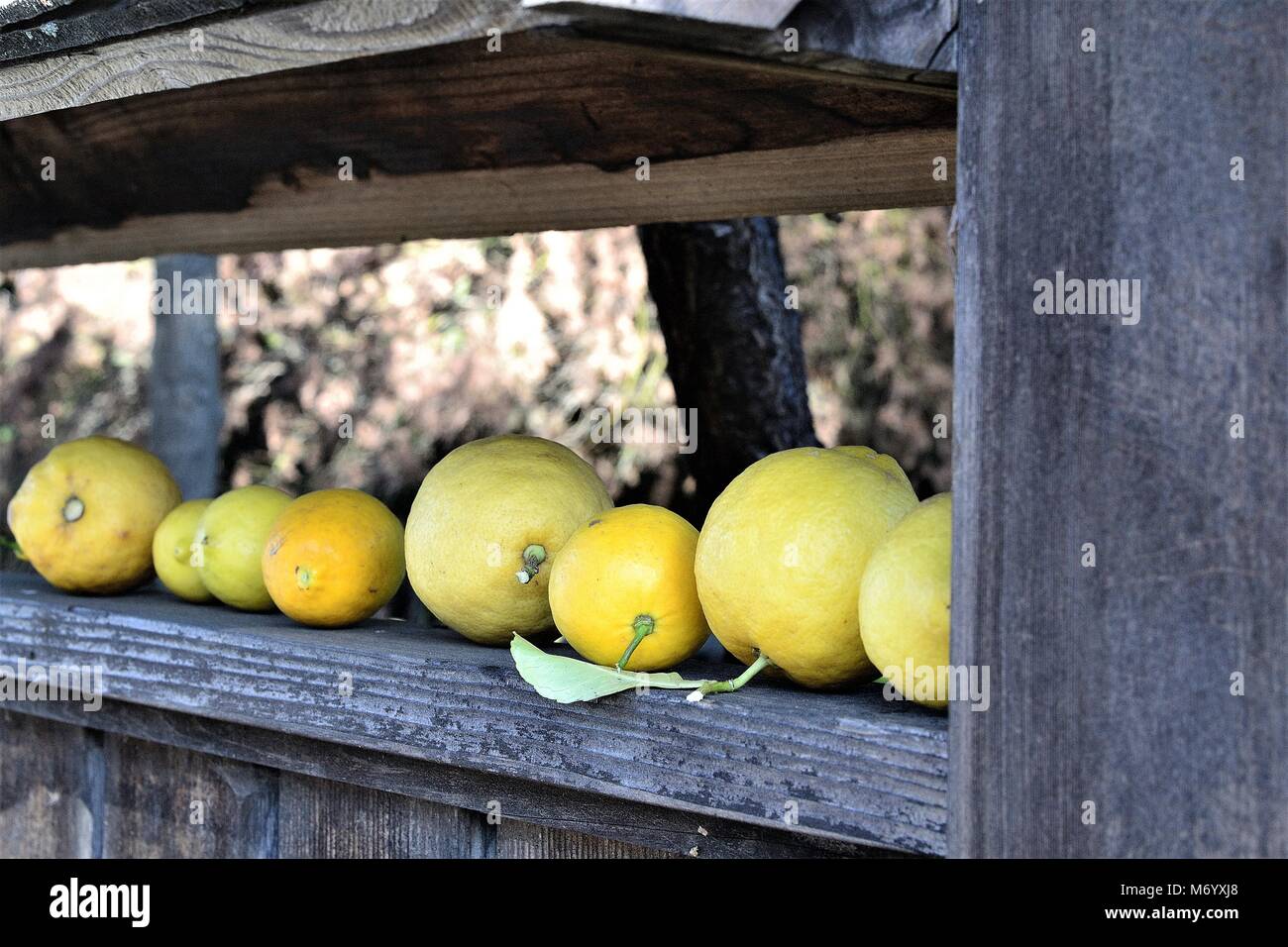Brightly colored lemons on grey fence Stock Photo - Alamy