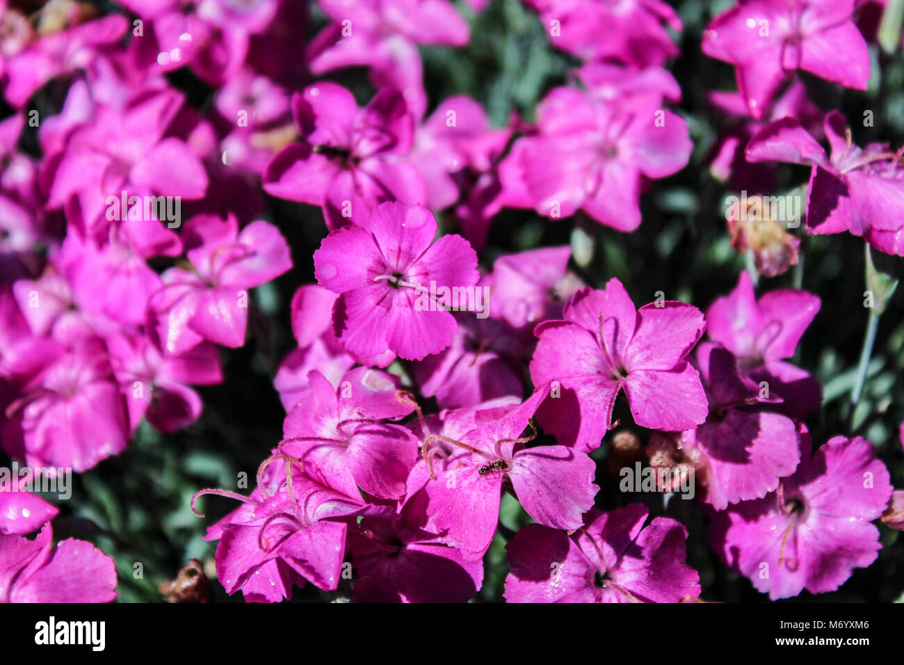 Violet small flower with drop of water Stock Photo - Alamy