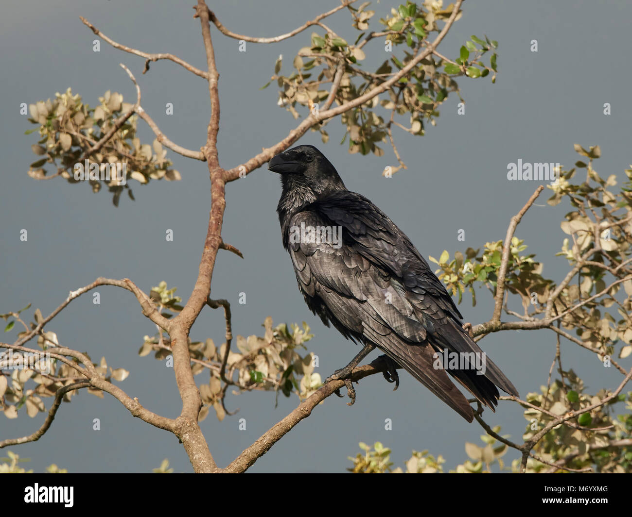 Raven in natural habitat hi-res stock photography and images - Alamy