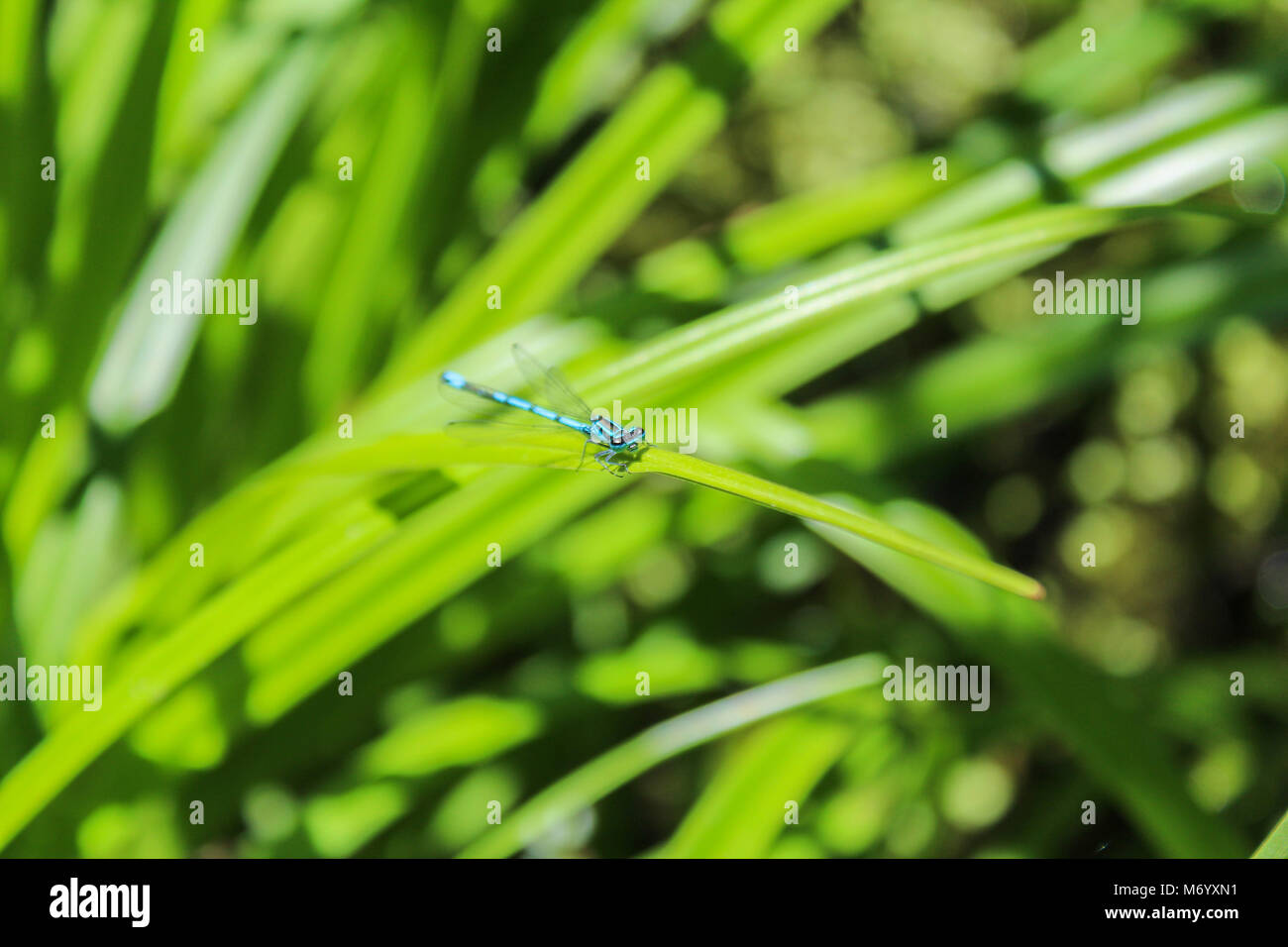 Blue Coenagrion scitulum on green grass leave front view Stock Photo ...