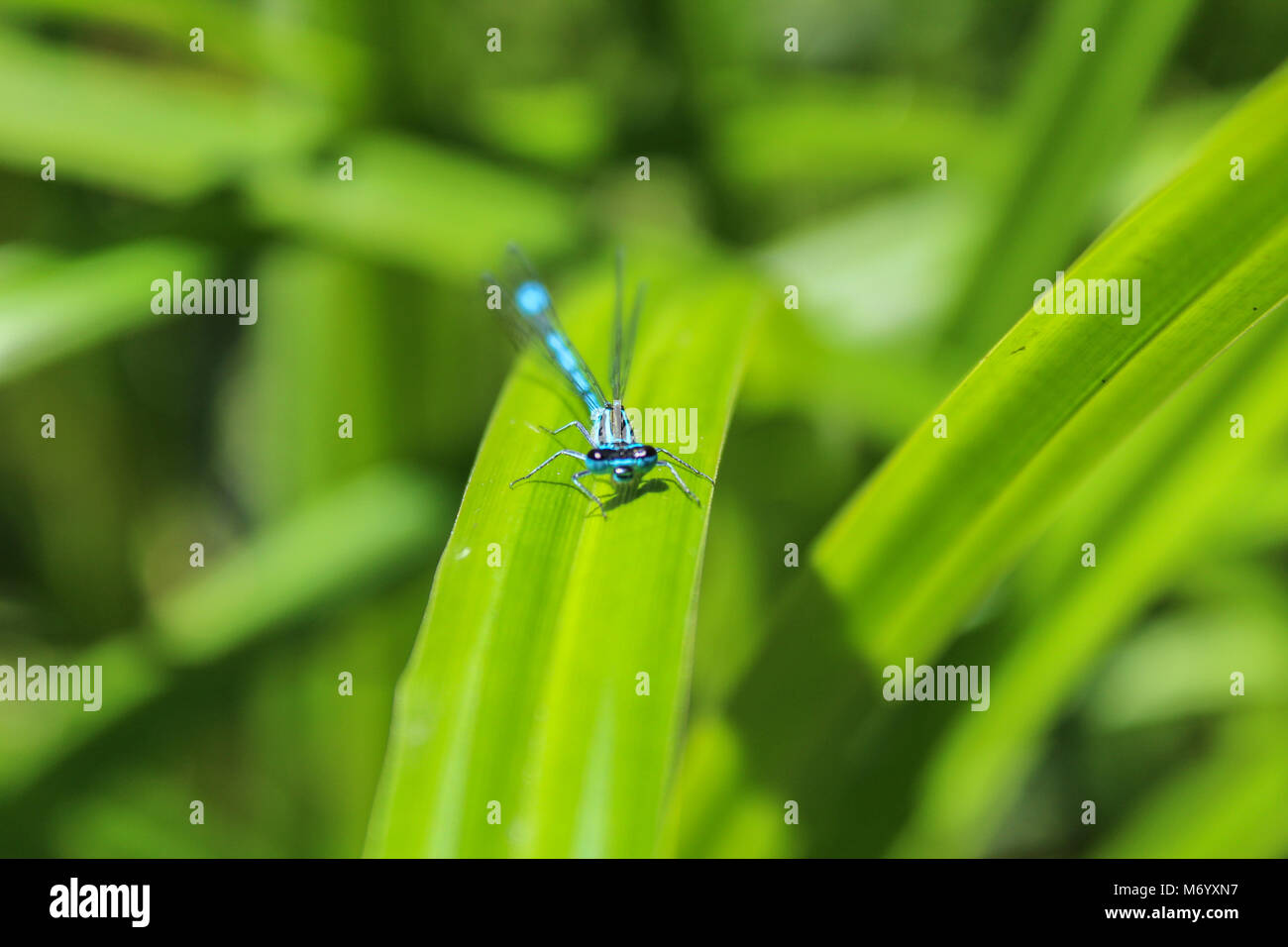 Blue Coenagrion scitulum on green grass leave front view, macro photo ...