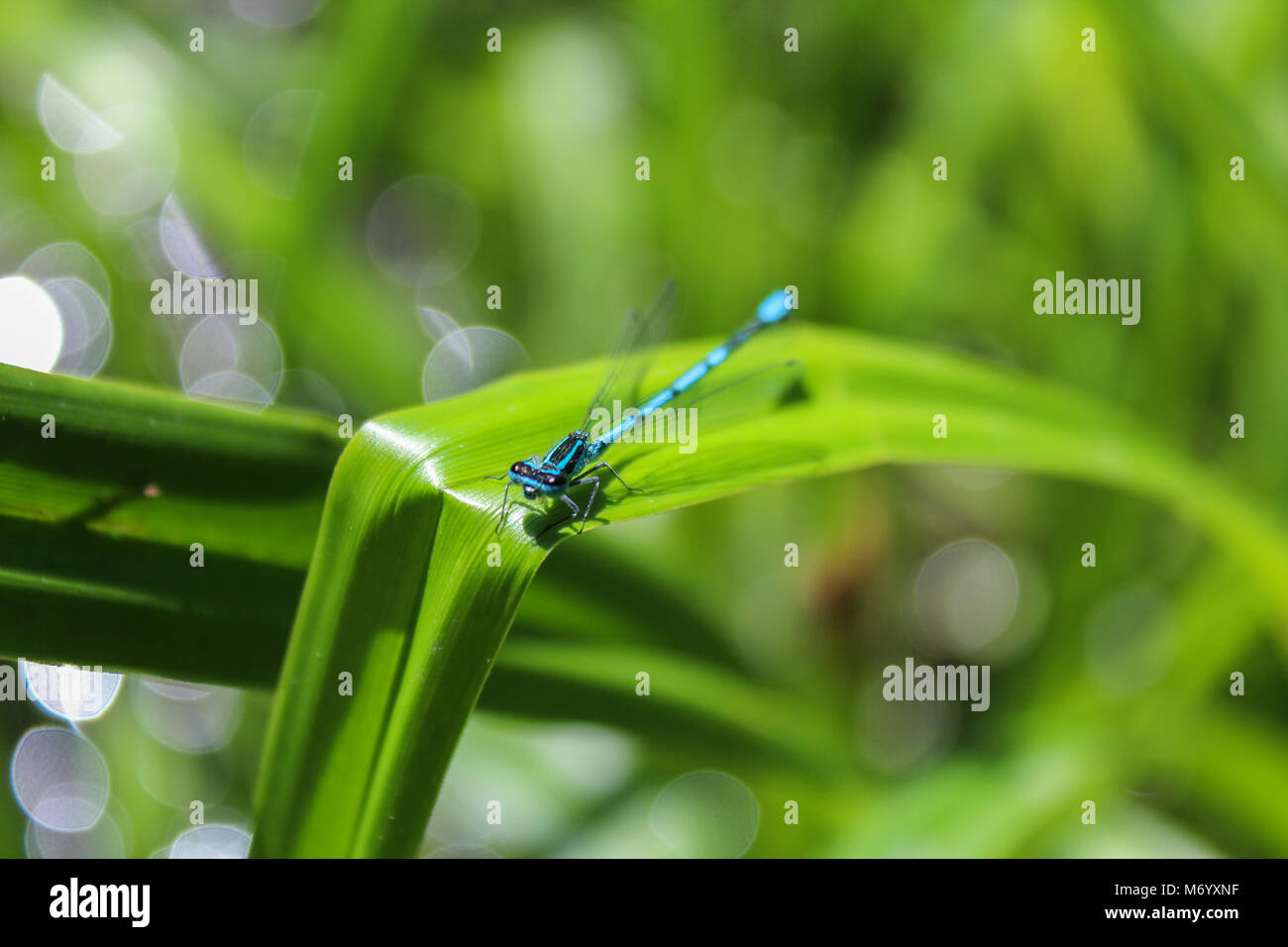 Blue Coenagrion scitulum on edge of grass leave, front view Stock Photo ...