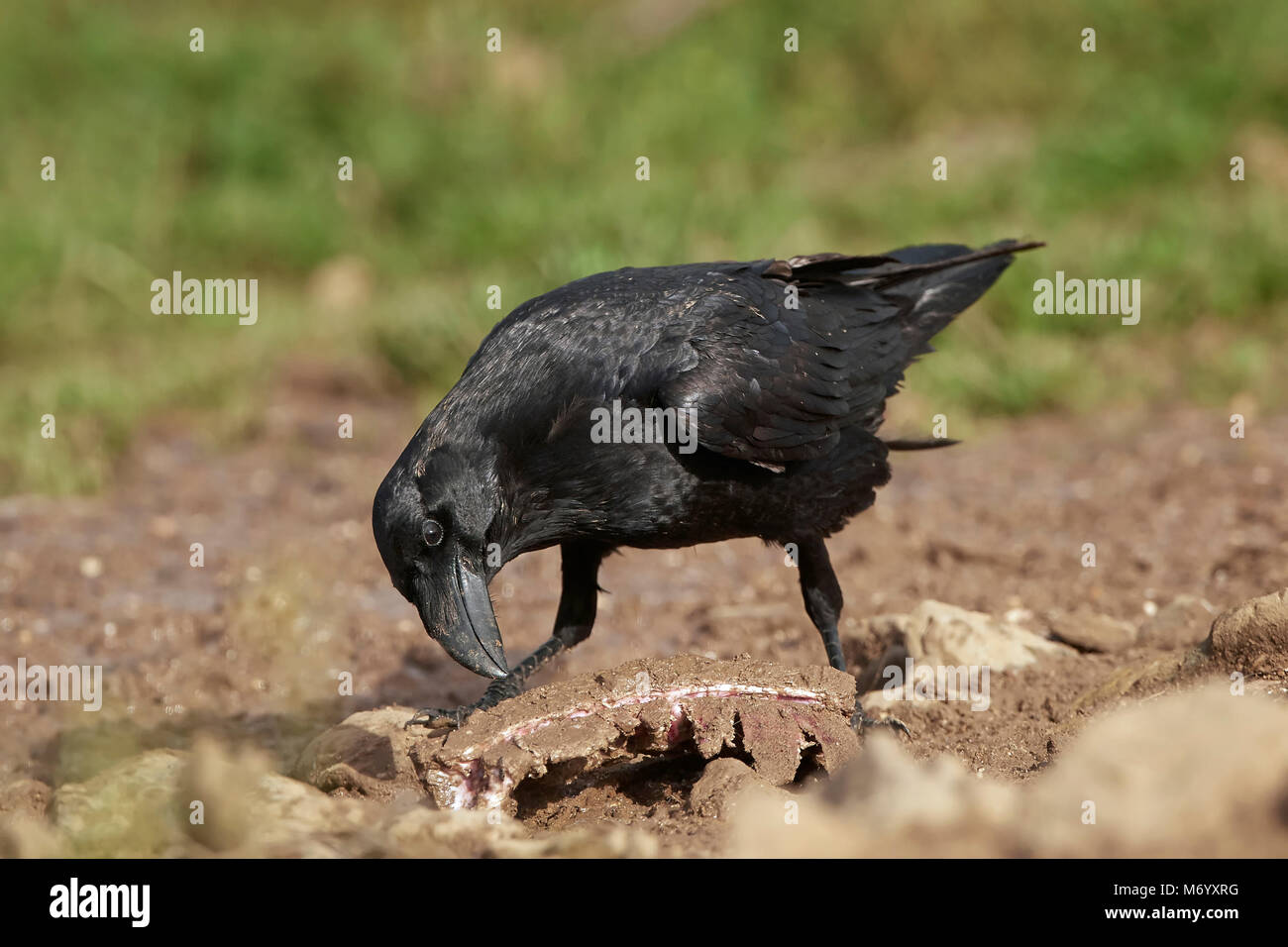 Common raven in its natural habitat in Extremadura Stock Photo - Alamy