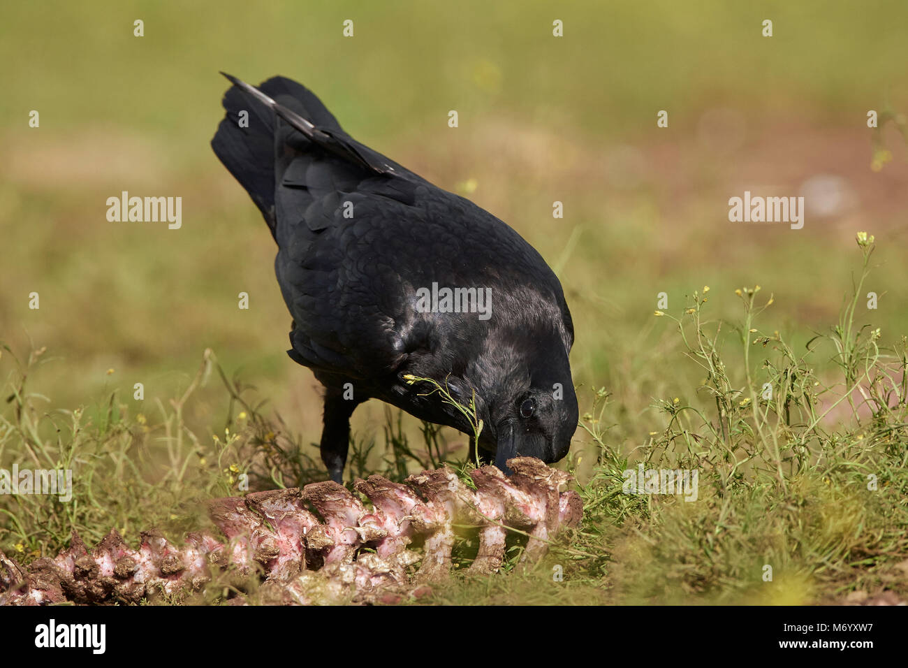 Common raven in its natural habitat in Extremadura Stock Photo - Alamy