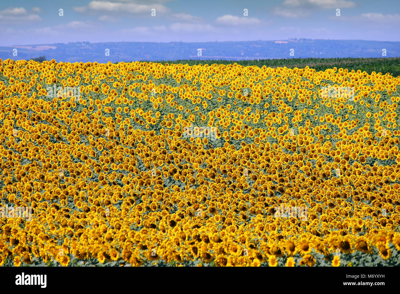Sunflower field summer season landscape agriculture Stock Photo - Alamy