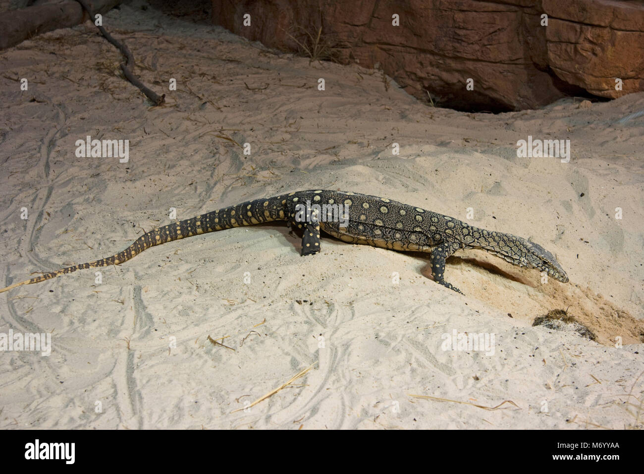 Perentie, Varanus giganteus, Australia Stock Photo - Alamy