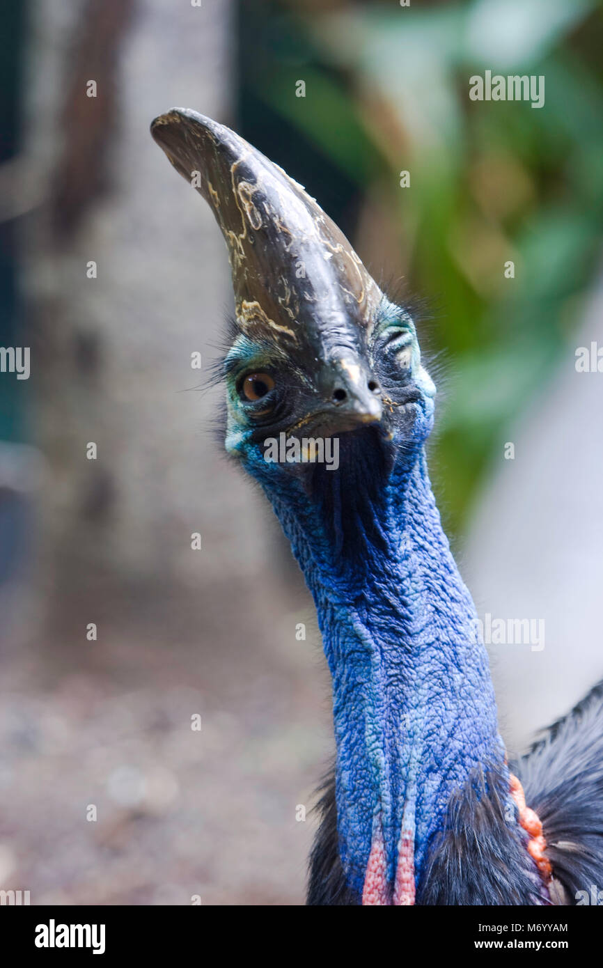 The southern cassowary, Casuarius casuarius, can be an aggressive and ...
