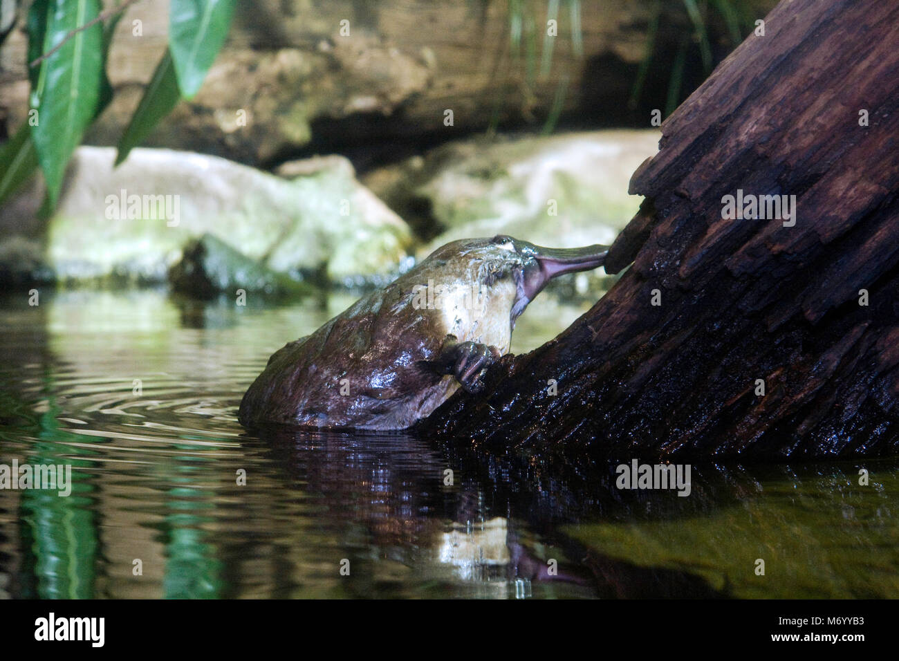 Order monotremata hi-res stock photography and images - Alamy