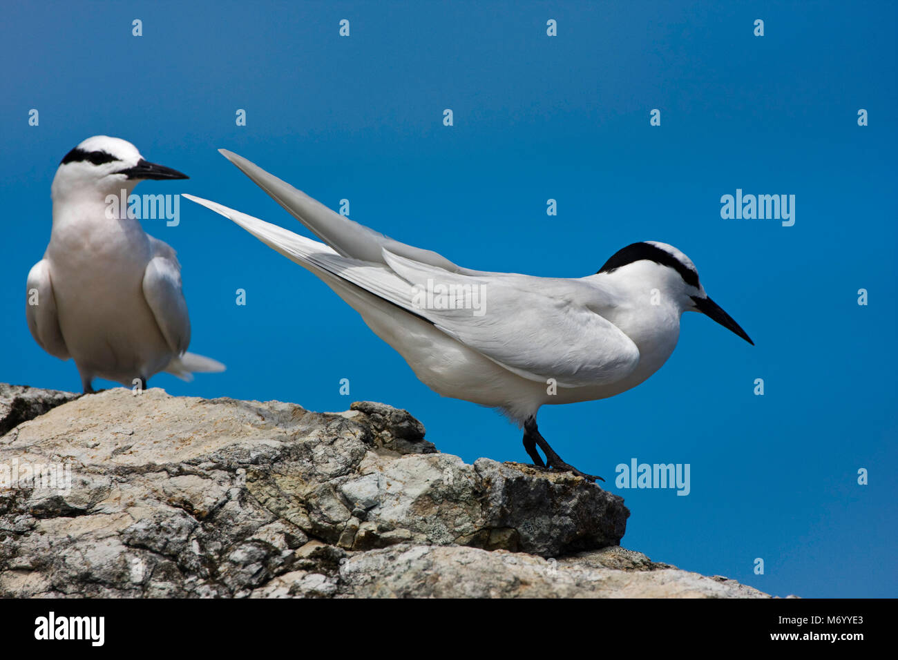 L10611 hi-res stock photography and images - Alamy