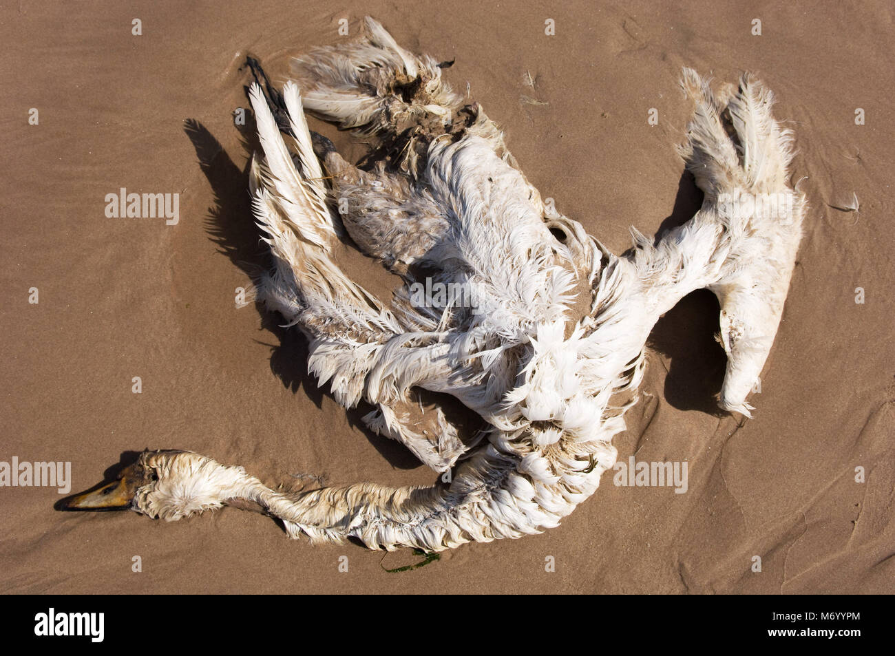 Beak swan dead swan white hi-res stock photography and images - Alamy