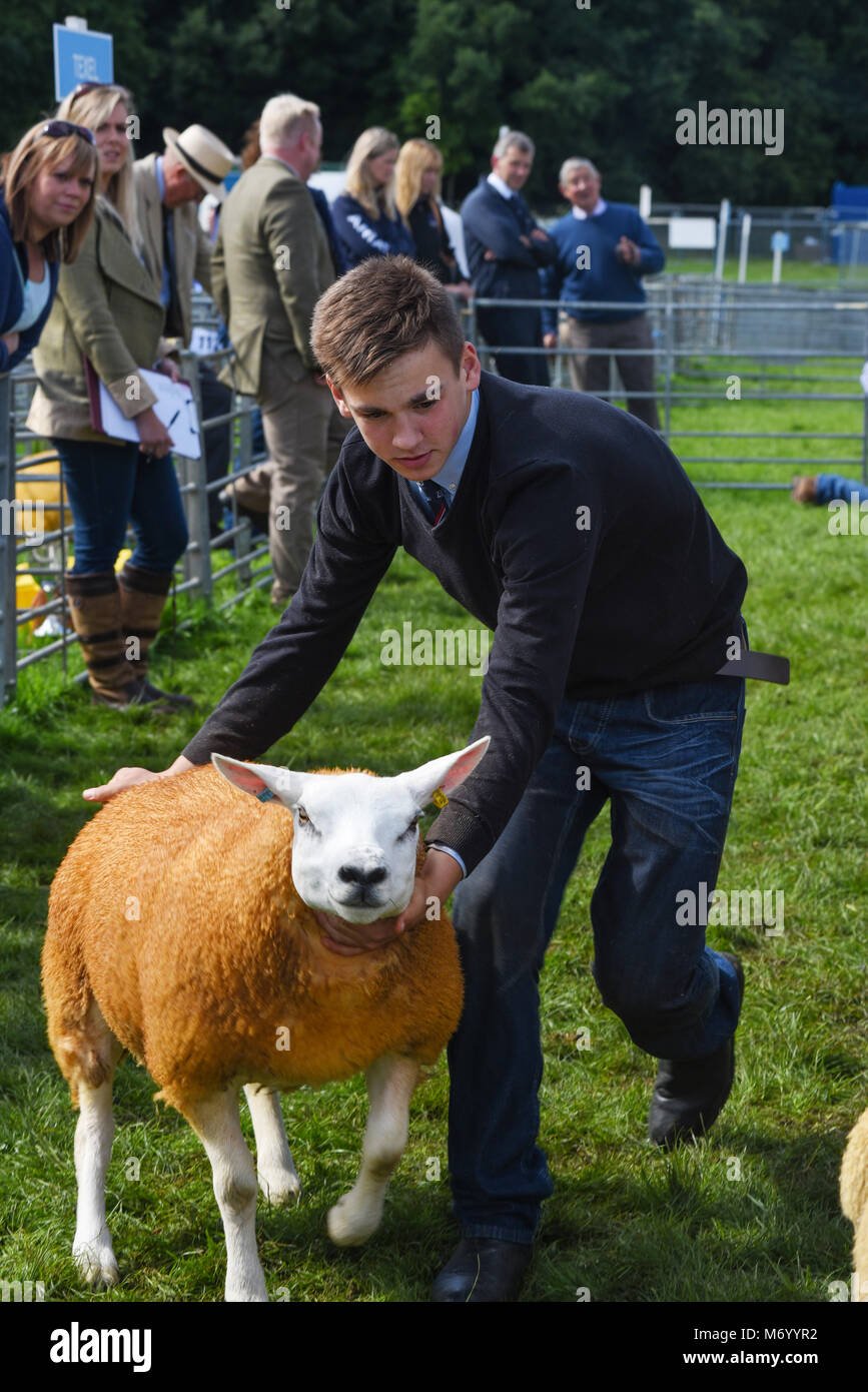 Texel tup hi-res stock photography and images - Alamy