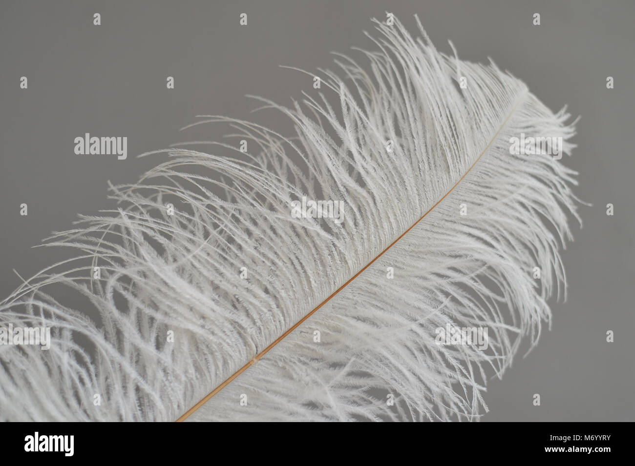 Long white fluffy feather on a white background.A symbol of lightness ...