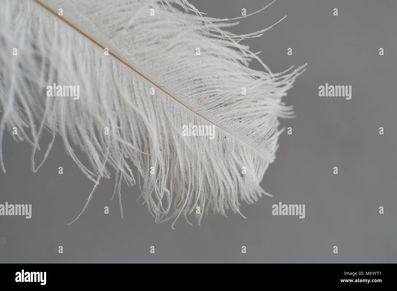 Long white fluffy feather on a white background.A symbol of lightness ...