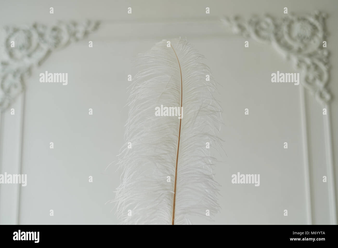 Long white fluffy feather on a white background.A symbol of lightness ...