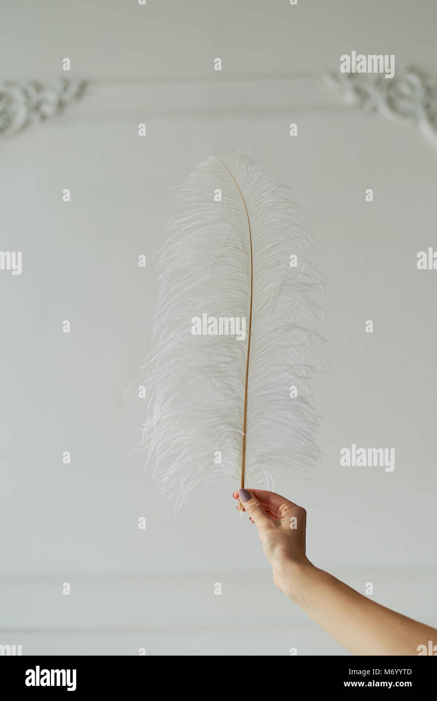 Long white fluffy feather on a white background.A symbol of lightness ...