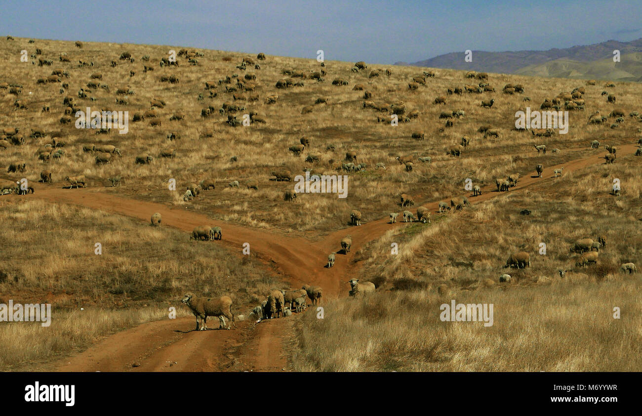 Sheep grazing on ranch land near Bakerfield, California. Photo by ...