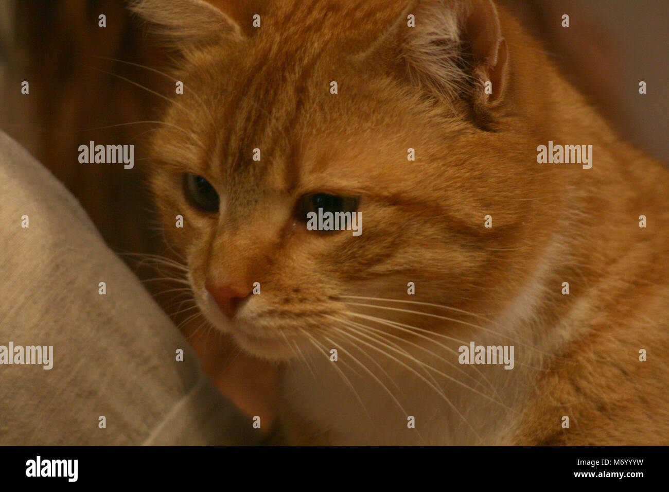 spencer the cat Stock Photo - Alamy