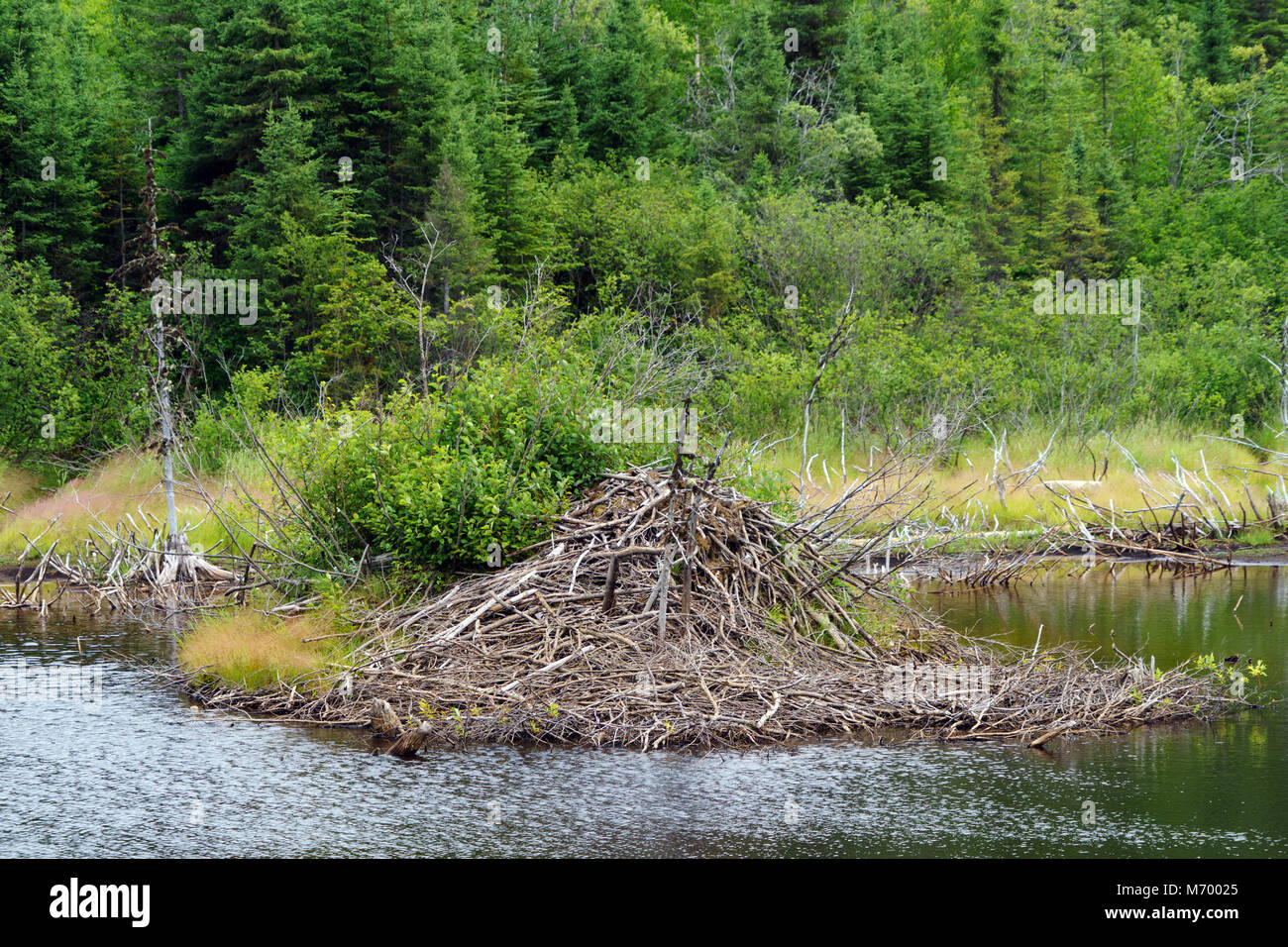 Beaver lodges hi-res stock photography and images - Alamy
