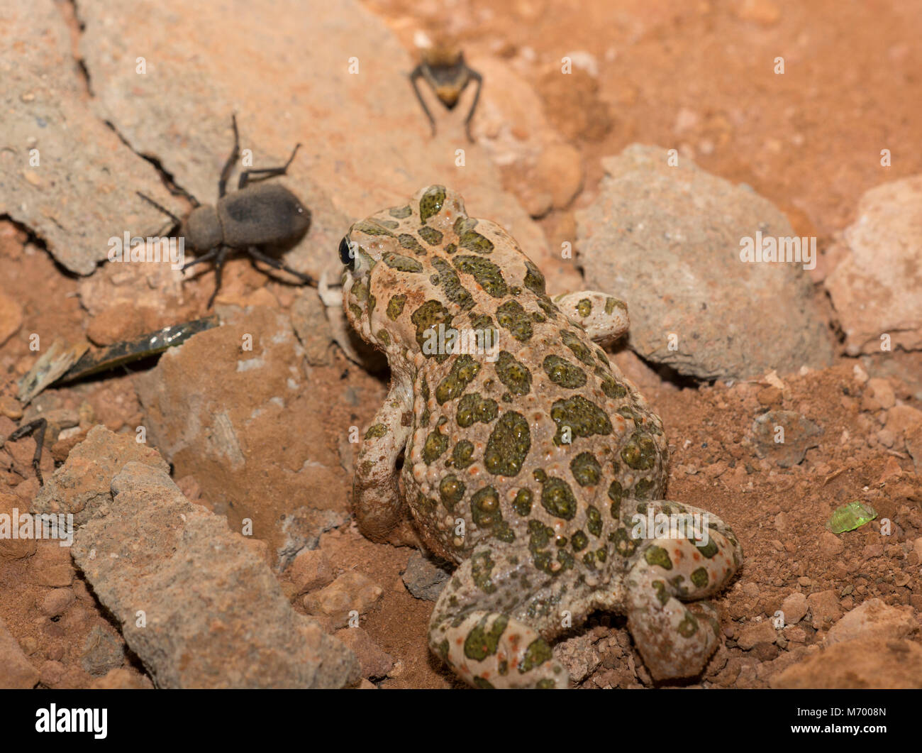 North African Green Toad (Bufotes boulengeri) in Morocco North Africa ...