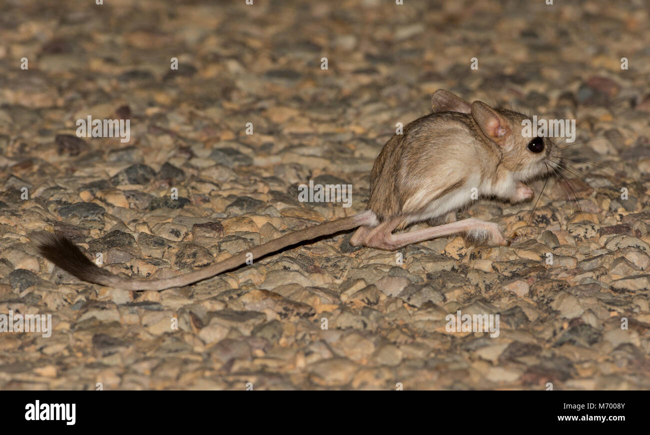Lesser Egyptian Jerboa