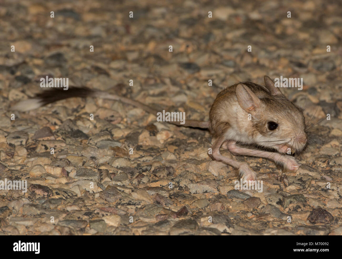 Lesser egyptian jerboa hi-res stock photography and images - Alamy