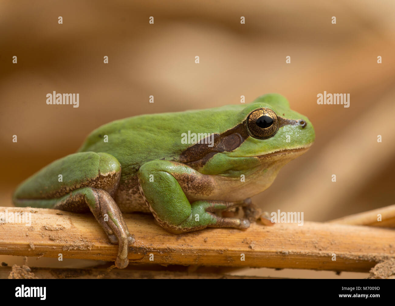 Clear Reed Tree Frog
