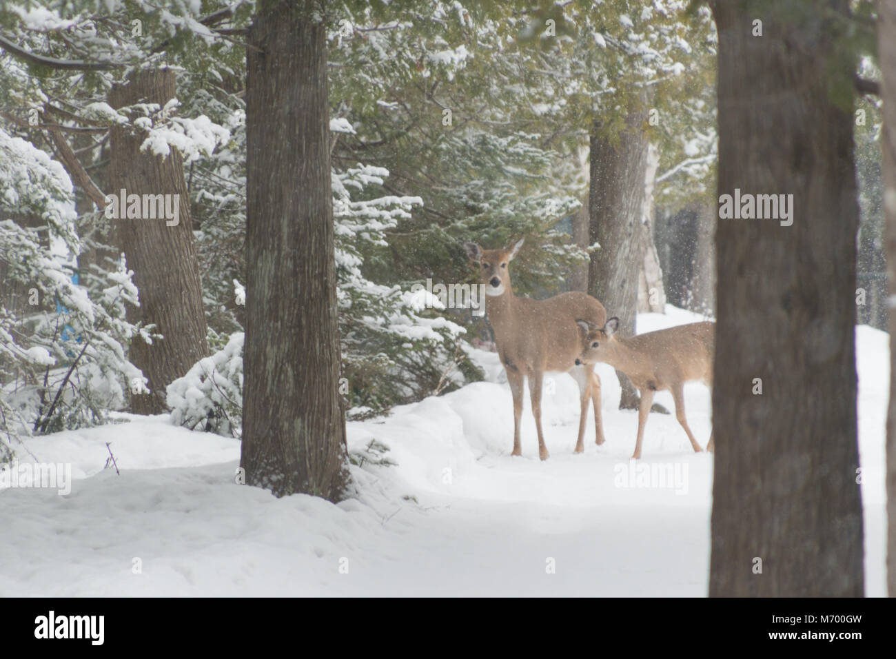 Two White tailed deer in the woods and snow in winter looking at the ...