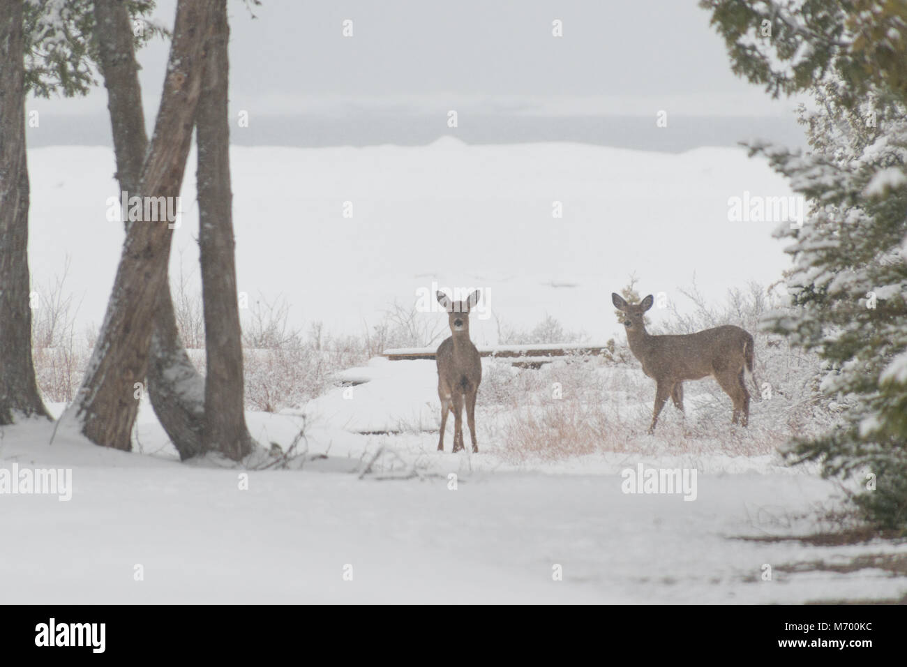 Two White tailed deer standing on frozen shore of lake huron and snow ...