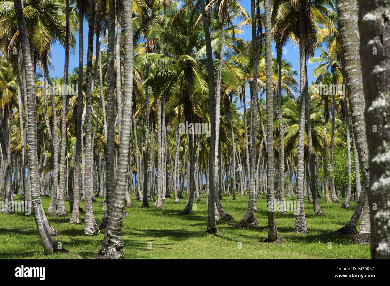 Tropical coconut trees with blue sky Stock Photo - Alamy