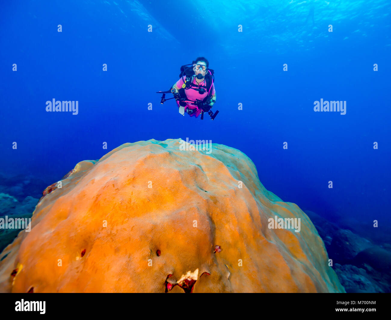 Female diver with brain coral hi-res stock photography and images - Alamy