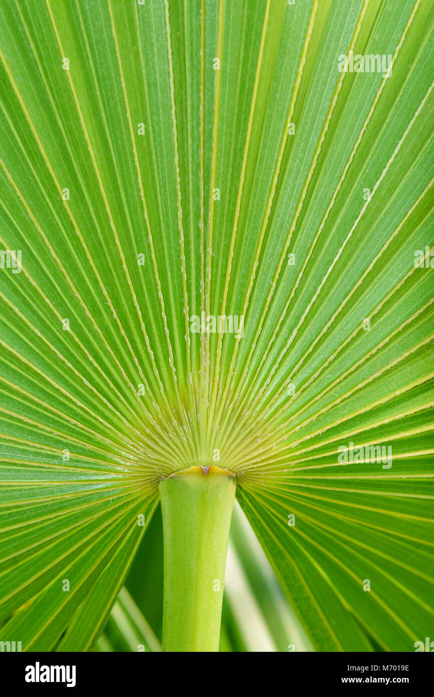 Real tropical palm leaf background, texture, jungle foliage. Green leaf ...