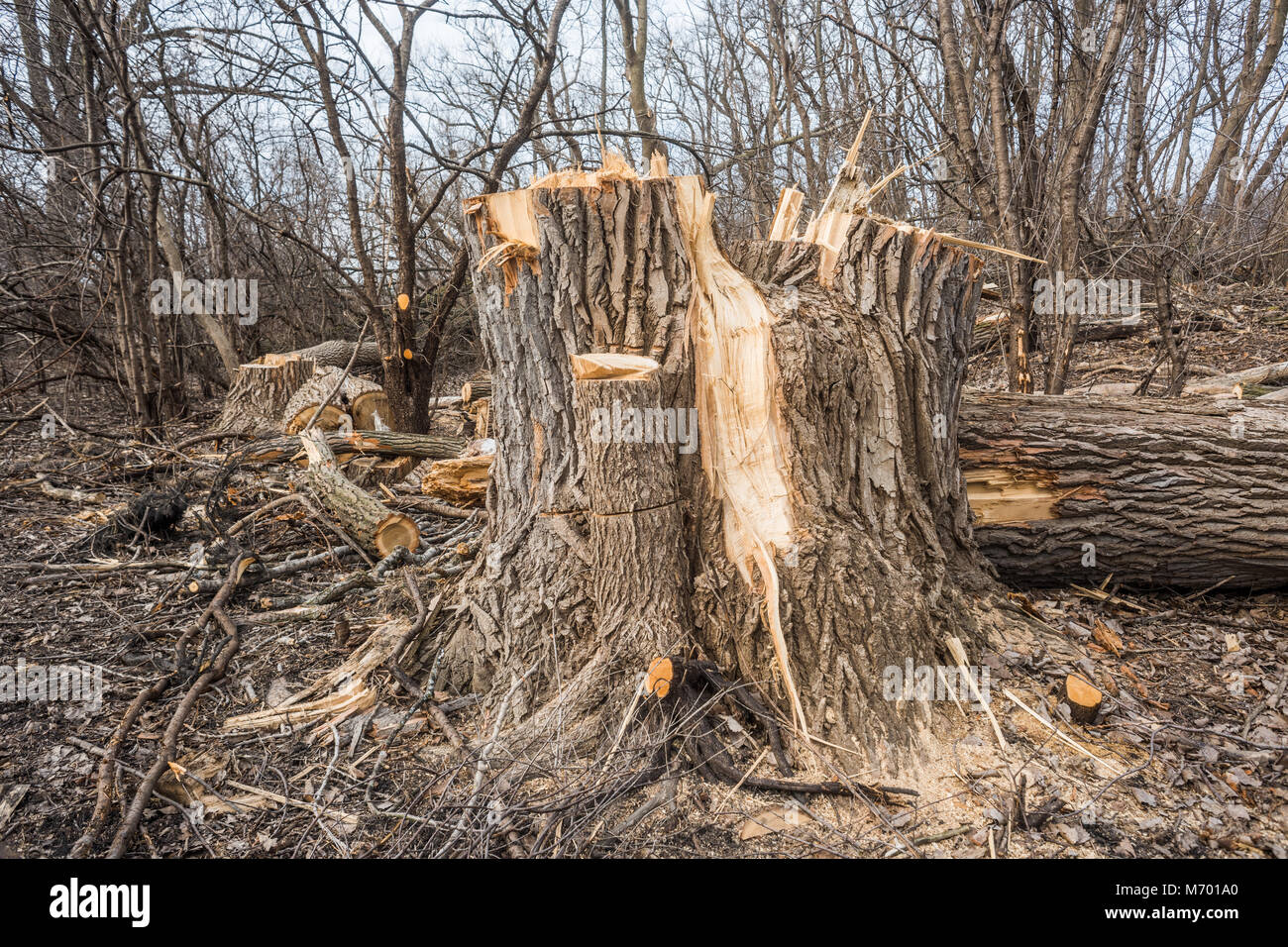 Chicago swamp hi-res stock photography and images - Alamy