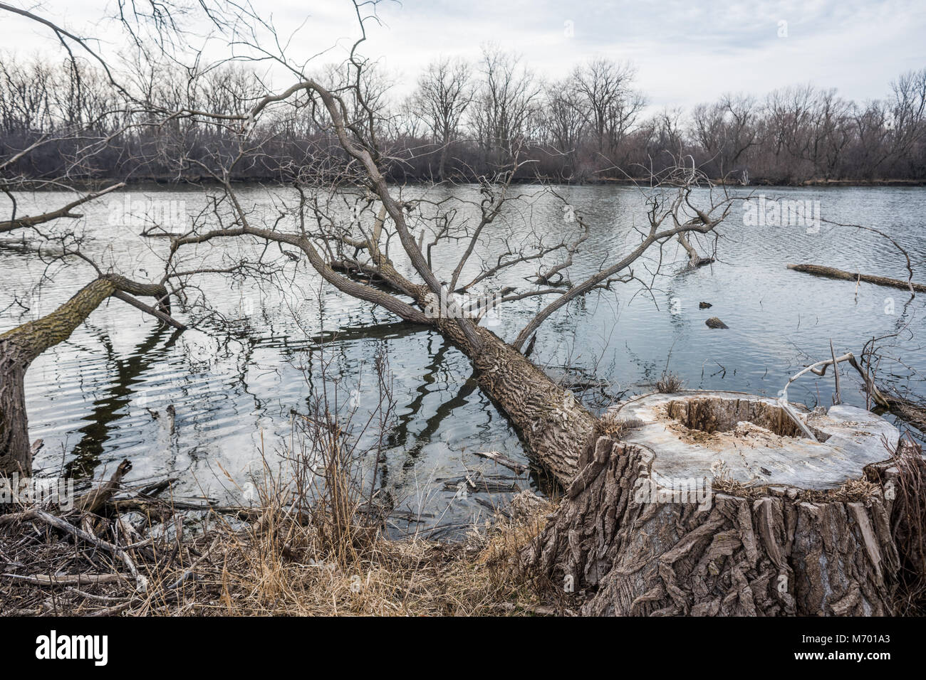 Chicago Swamp High Resolution Stock Photography and Images - Alamy