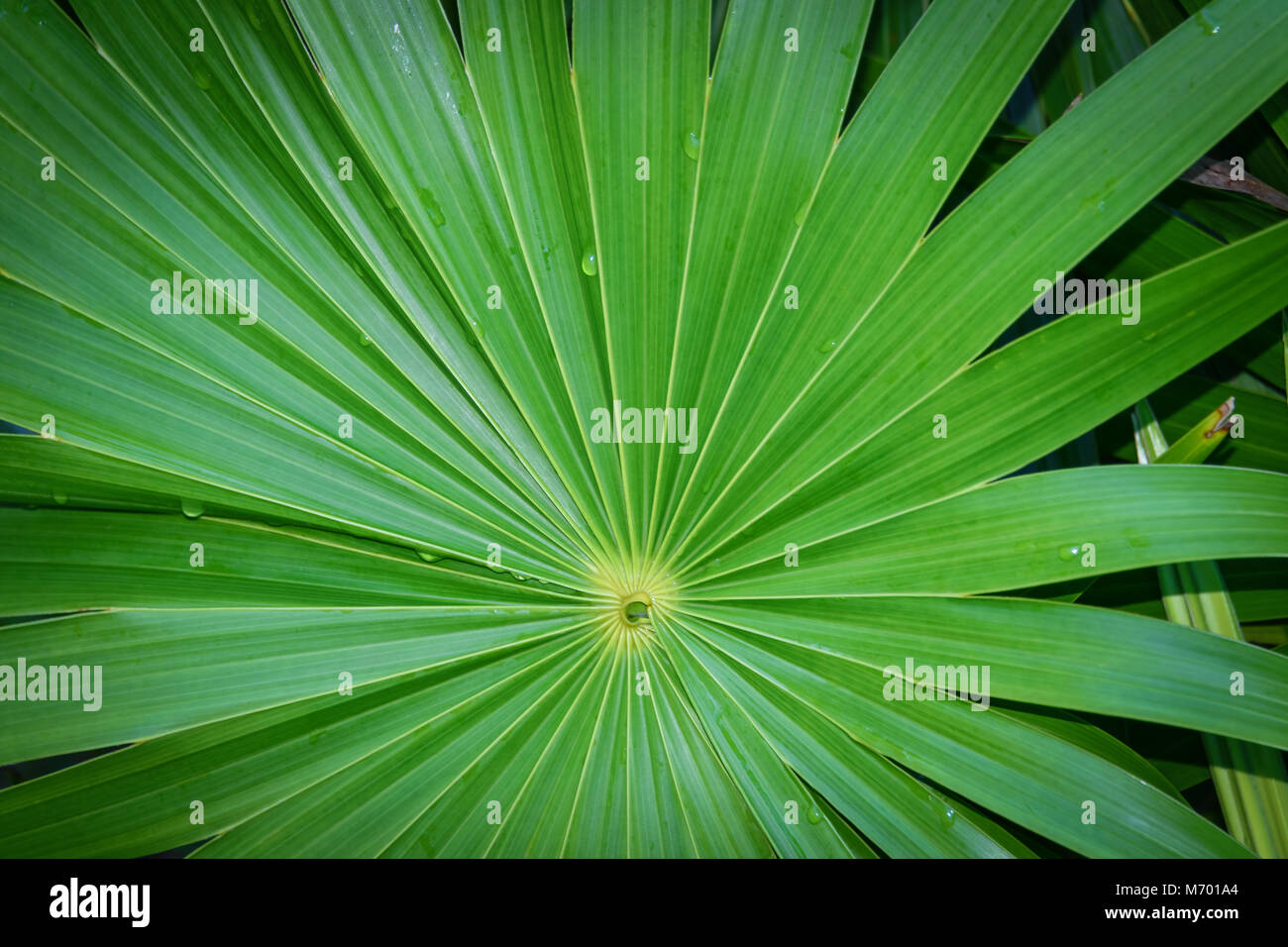 Real tropical leaves background, jungle foliage Stock Photo - Alamy