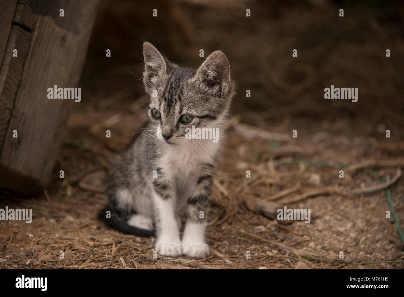 Happy tabby feline hi-res stock photography and images - Alamy