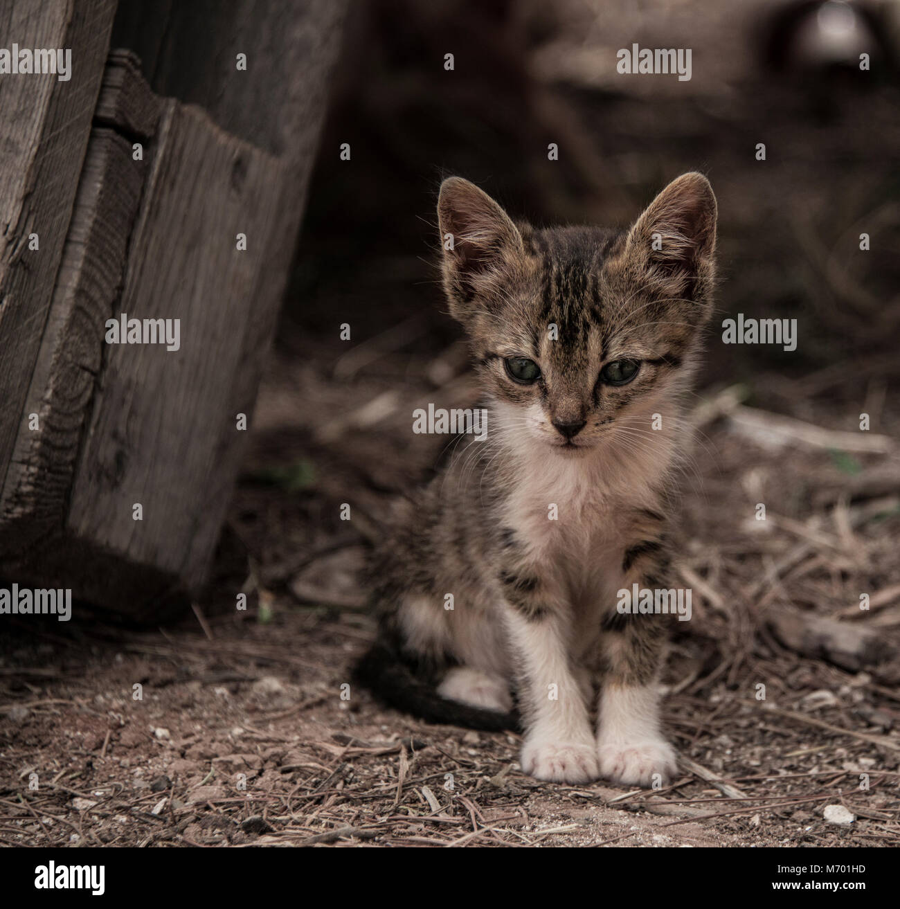 Stray tabby kitten Stock Photo - Alamy